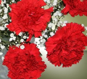 Comprar claveles rojos: una intención cargada de pasión y simbolismo